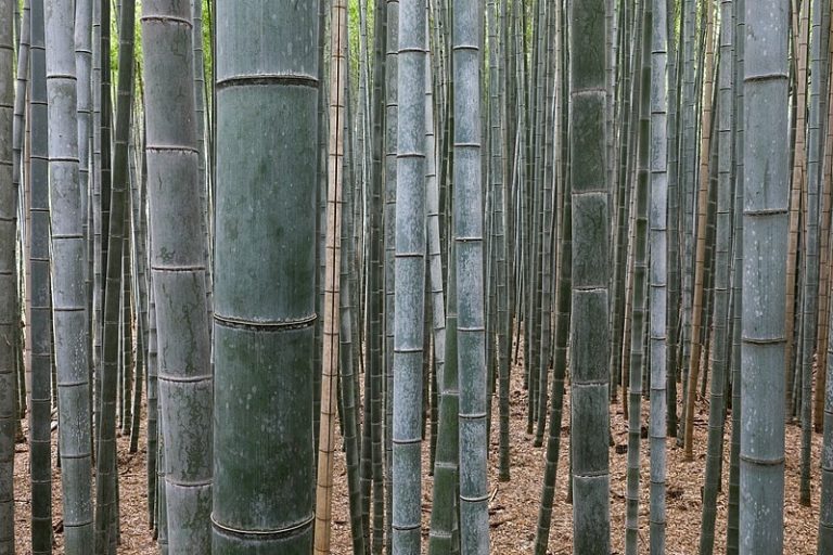 Can You Burn Bamboo? Is It Good Firewood? | Home Grail