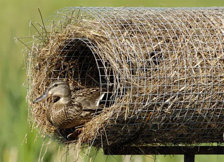 10 DIY Wood Duck Box Plans You Can Make Today (with Pictures) | Home Grail