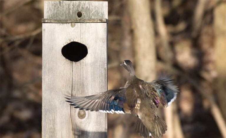 10 DIY Wood Duck Box Plans You Can Make Today (with Pictures) | Home Grail