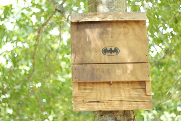 18 Free DIY Bat Box Plans You Can Make Today (With Pictures) | Home Grail