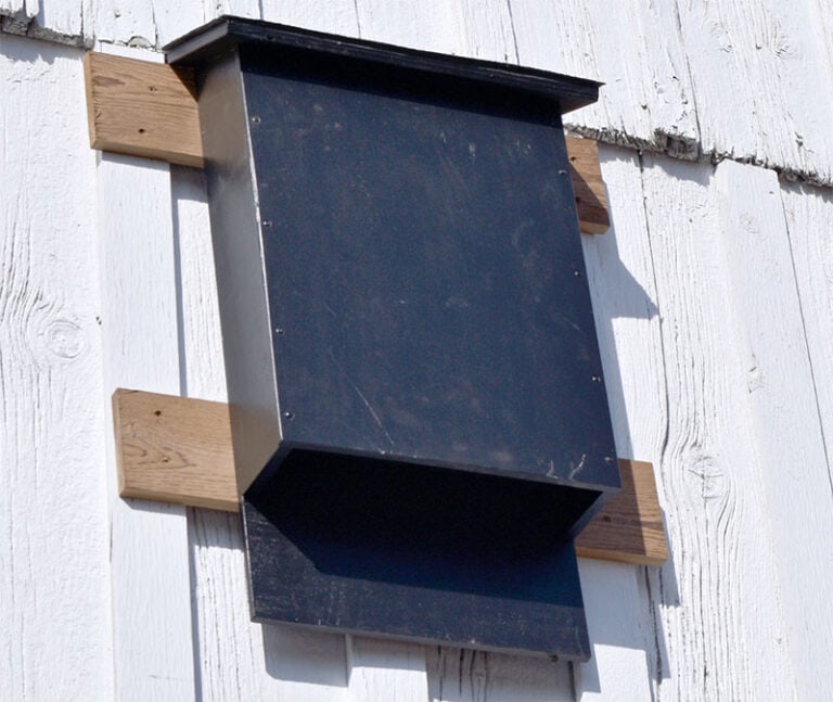 18 Free DIY Bat Box Plans You Can Make Today (With Pictures) | Home Grail