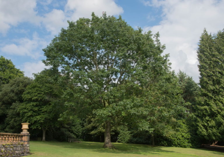 How Fast Do Oak Trees Grow? Timeline, Varieties, & Tips | Home Grail