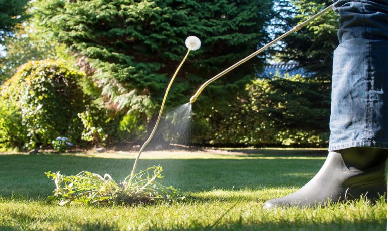 6 Best Weed Killers in 2026 – Reviews & Top Picks | Home Grail