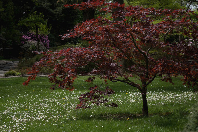 20 Different Types of Maple Trees: With Pictures & Info | Home Grail