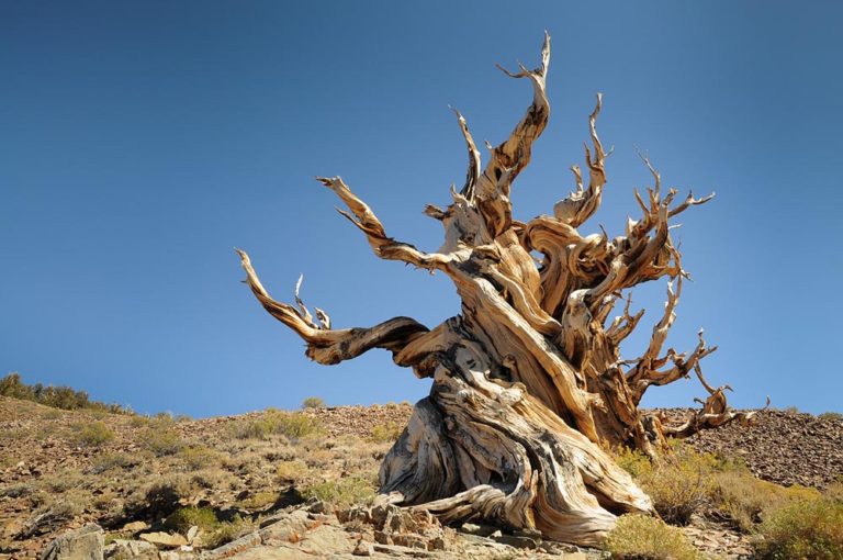 What Is the State Tree of Nevada? Characteristics, Uses & FAQ | Home Grail