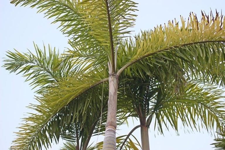 32 Different Types of Palm Trees: With Pictures & Info | Home Grail