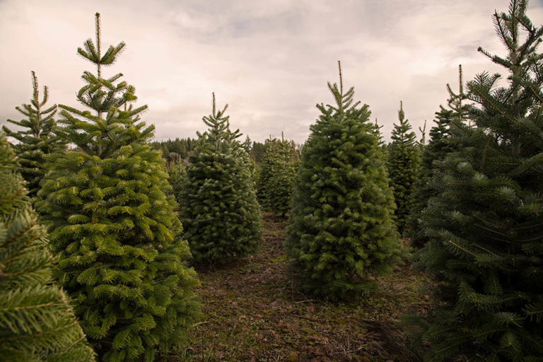 What Is the State Tree of Oregon? Facts & FAQ | Home Grail