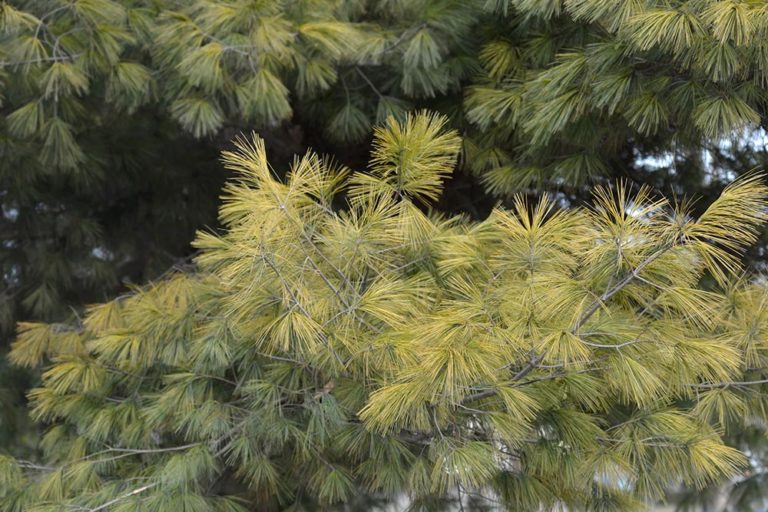 25 Common Types of Trees in Minnesota (with Pictures) | Home Grail