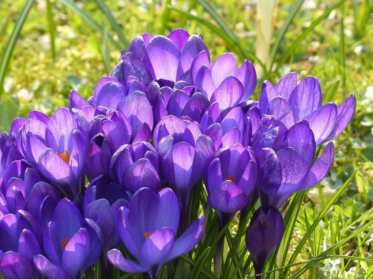 15 Types of Small Flowers for Your Garden (With Pictures) | Home Grail