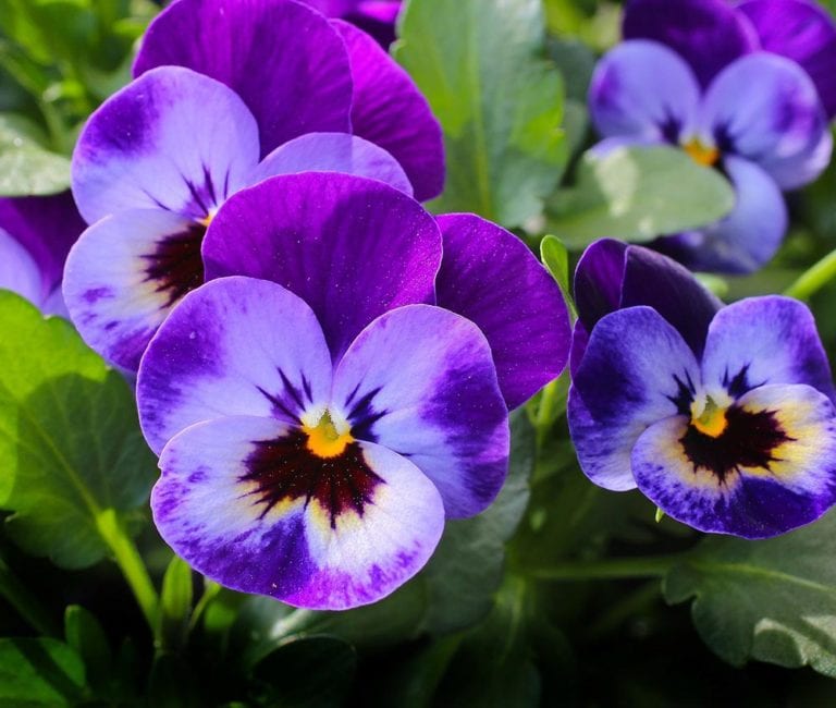 15 Types of Small Flowers for Your Garden (With Pictures) | Home Grail
