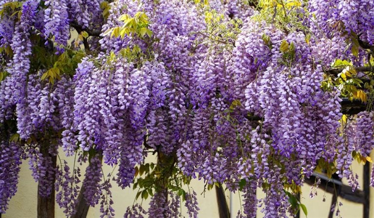21 Best Plants and Flowers to Grow In Utah (With Pictures) | Home Grail
