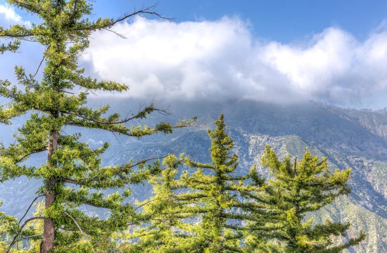 9 Different Types of Conifer Trees (With Pictures) | Home Grail