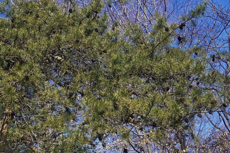 19 Types of Trees in Georgia (With Pictures) | Home Grail