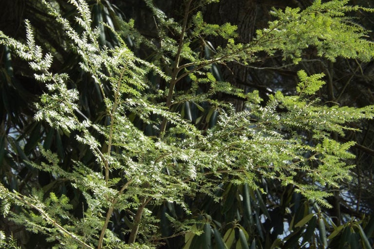 16 Different Types of Evergreen Trees (With Pictures) | Home Grail