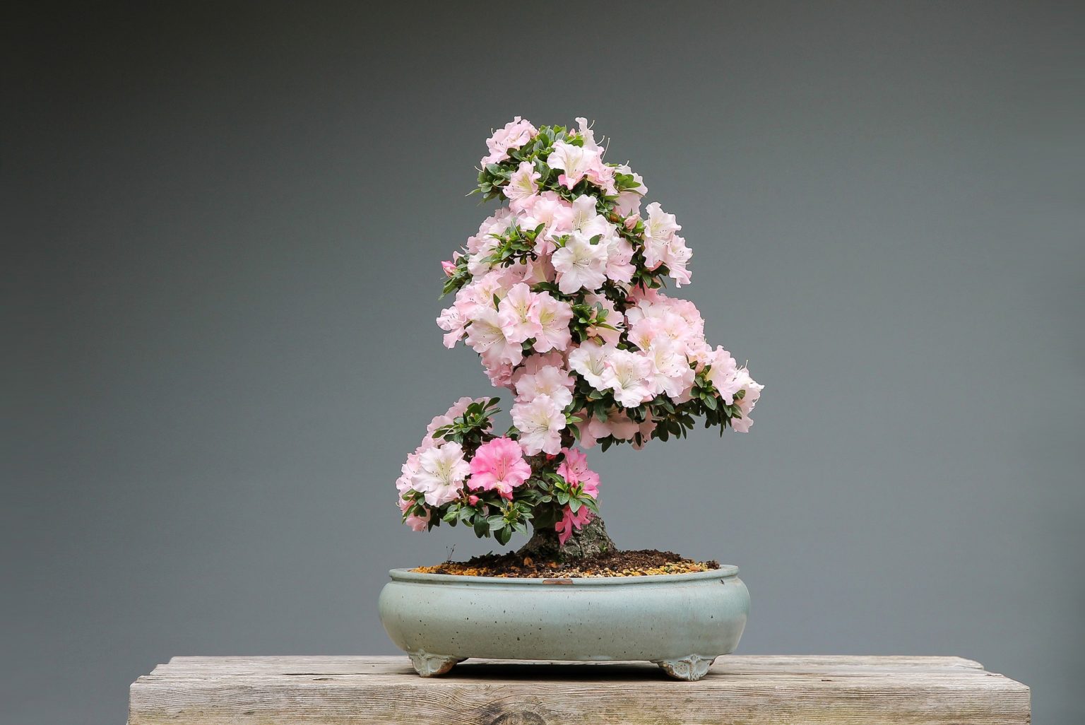 How Long Do Bonsai Trees Live? (Average Lifespan Data & Facts) | Home Grail