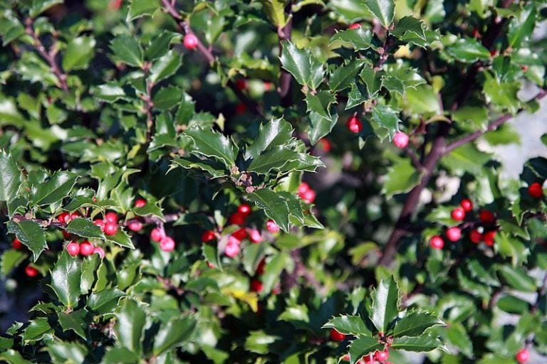 25 Different Types of Holly Trees (with Pictures) | Home Grail