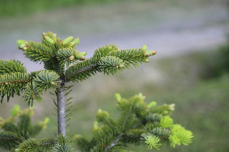 14 Different Types of Fir Trees (With Pictures) | Home Grail
