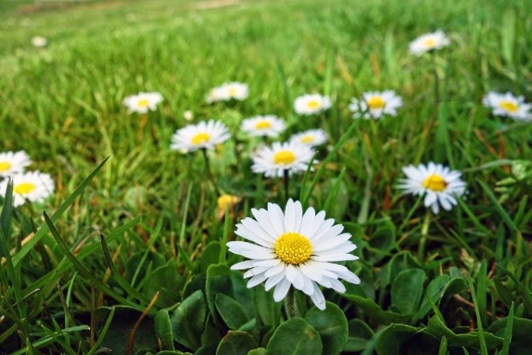 20 Types of Daisy Flowers (with Pictures) | Home Grail