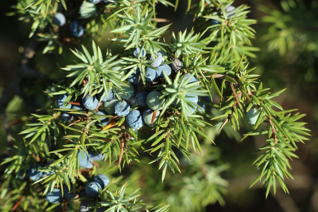 10 Various Species of Juniper Trees (With Pictures) | Home Grail