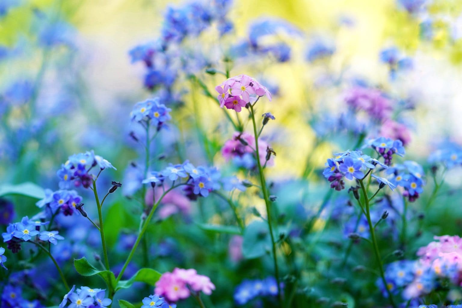 15 Types of Small Flowers for Your Garden (With Pictures) | Home Grail