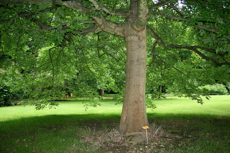 15 Types of Ash Trees (With Pictures) | Home Grail