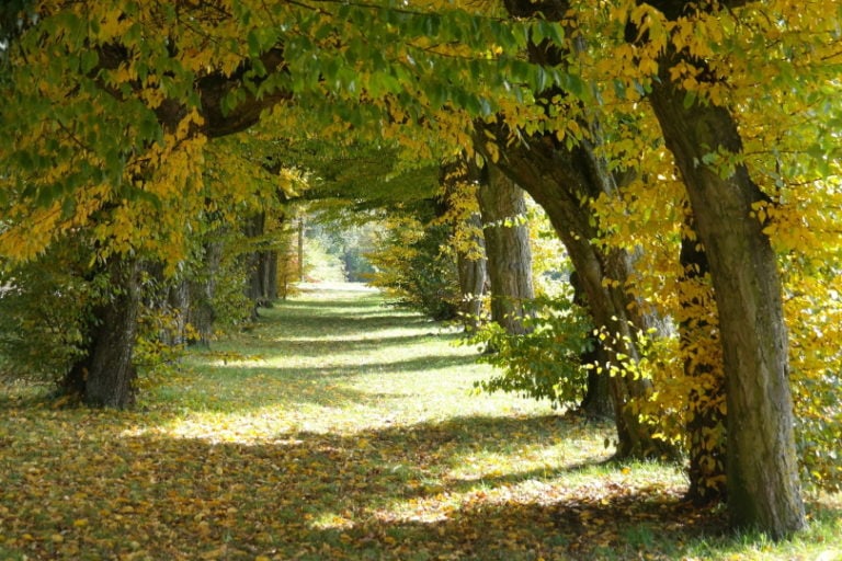 25 Different Types of Hardwood Trees (With Pictures) | Home Grail