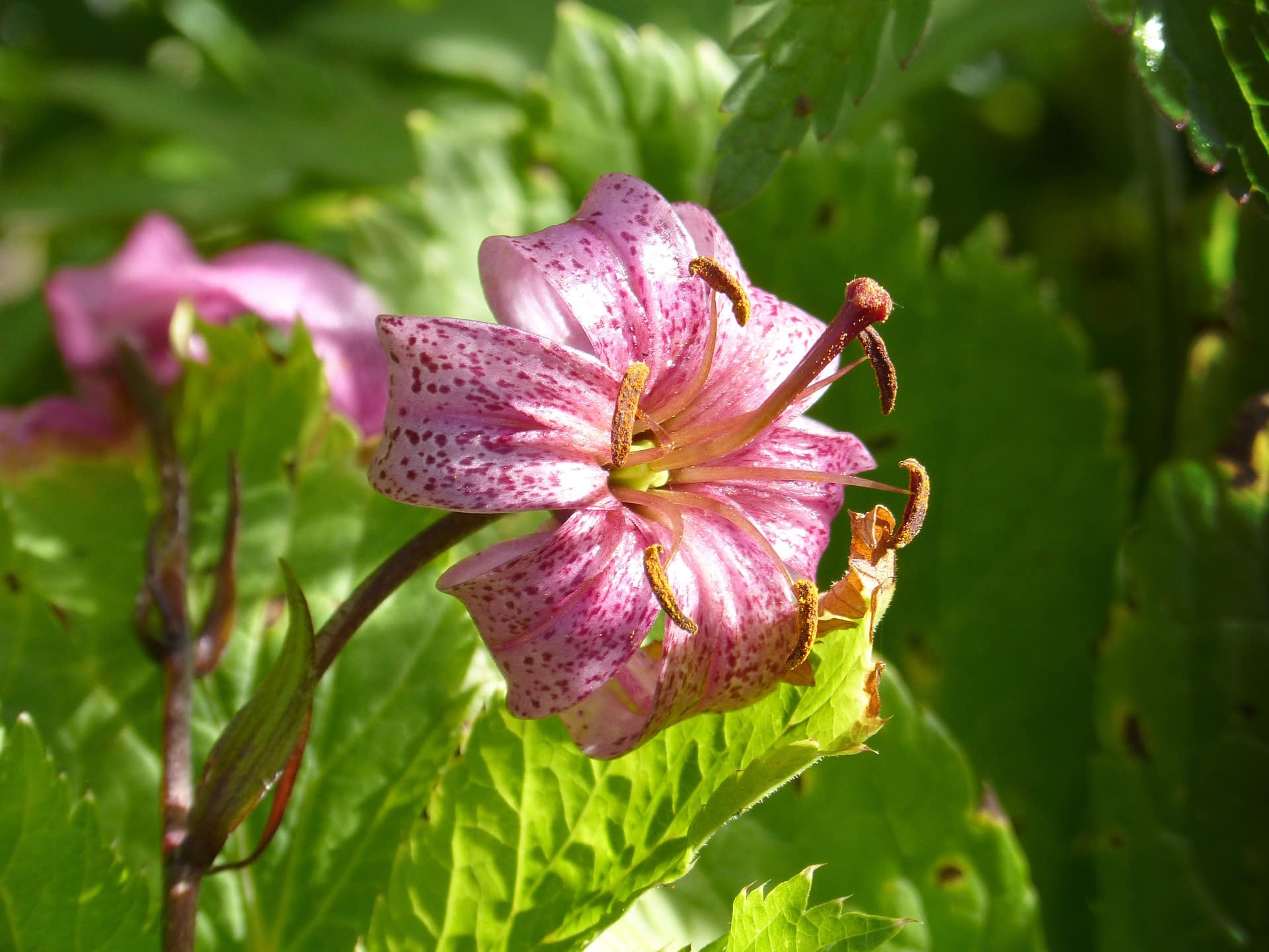 26 Types of Lily Flowers (with Pictures) | Home Grail