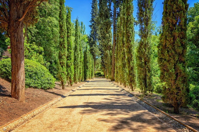 12 Different Types of Cypress Trees (With Pictures) | Home Grail