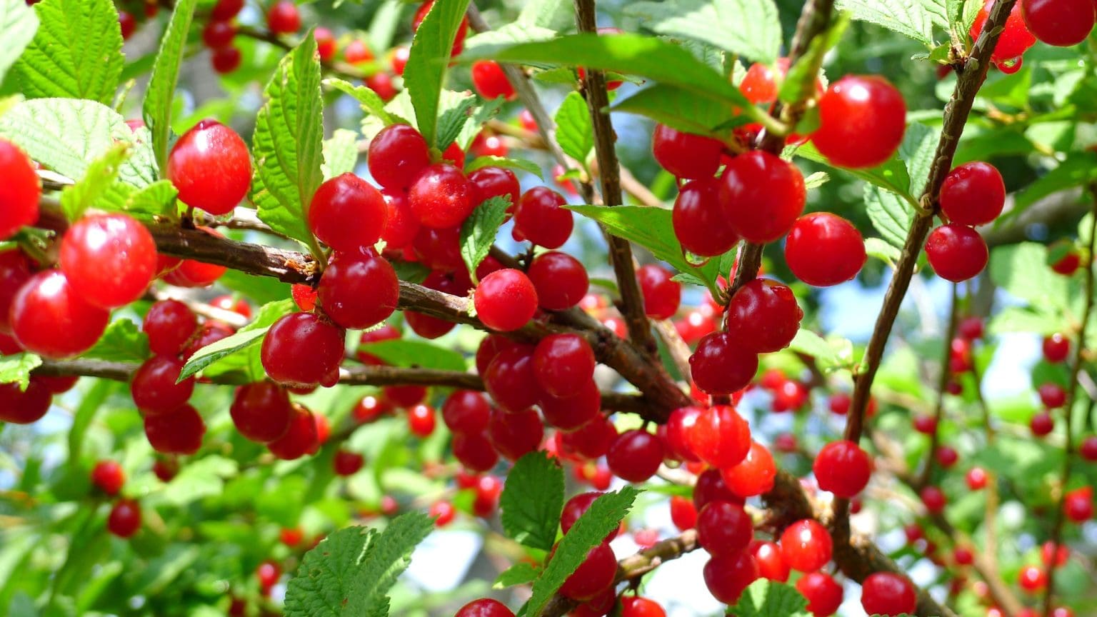 Where Do Cherry Trees Grow in the US? States, Species & FAQ | Home Grail