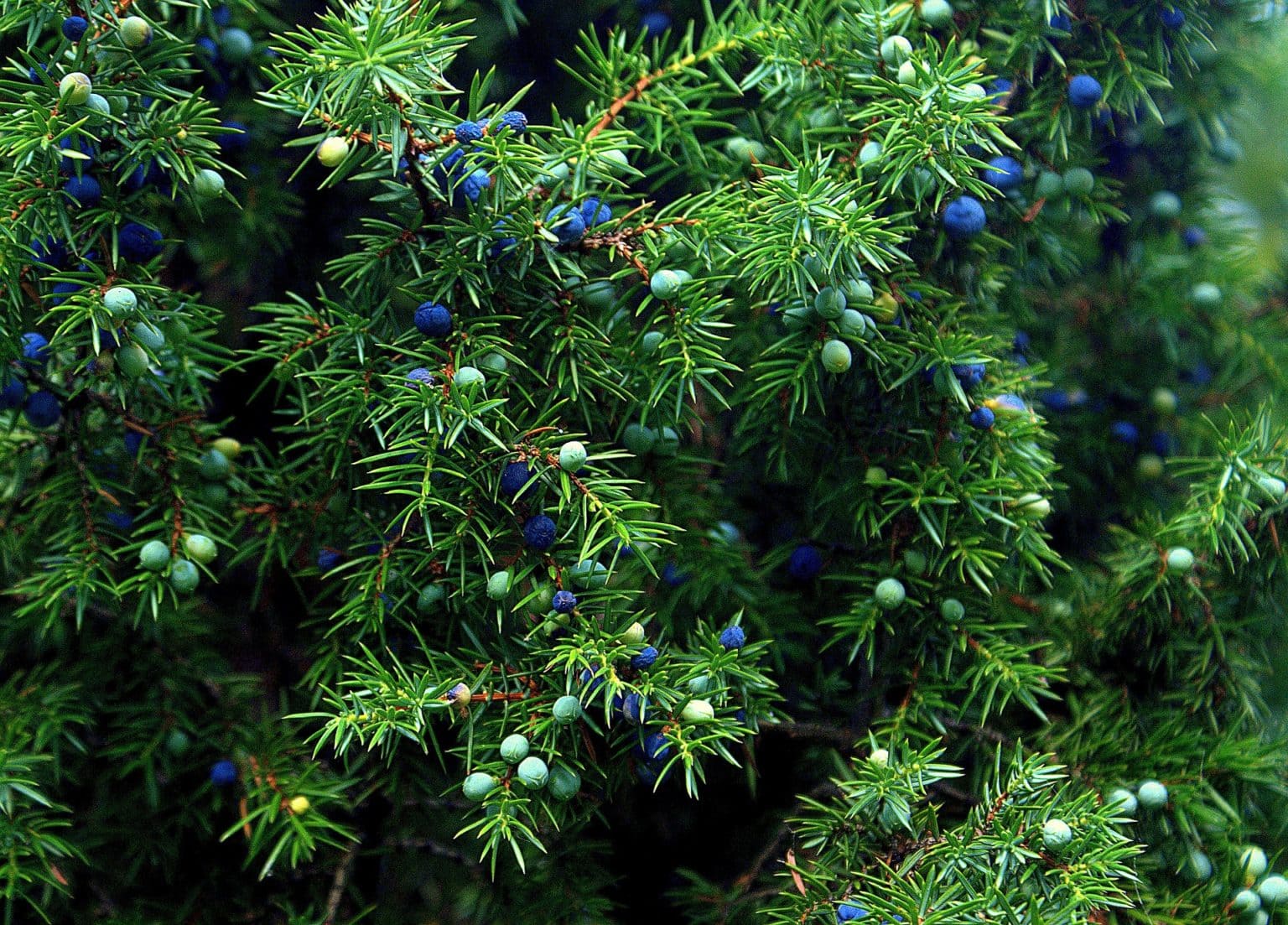 10 Various Species of Juniper Trees (With Pictures) | Home Grail