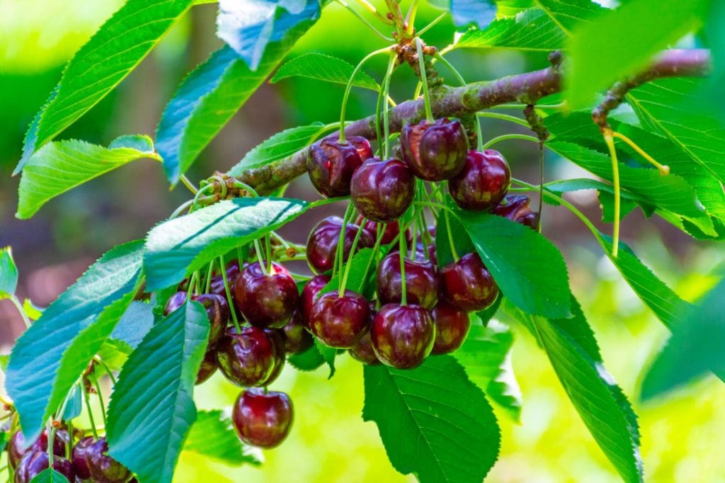 23 Different Types of Cherry Trees (With Pictures) | Home Grail