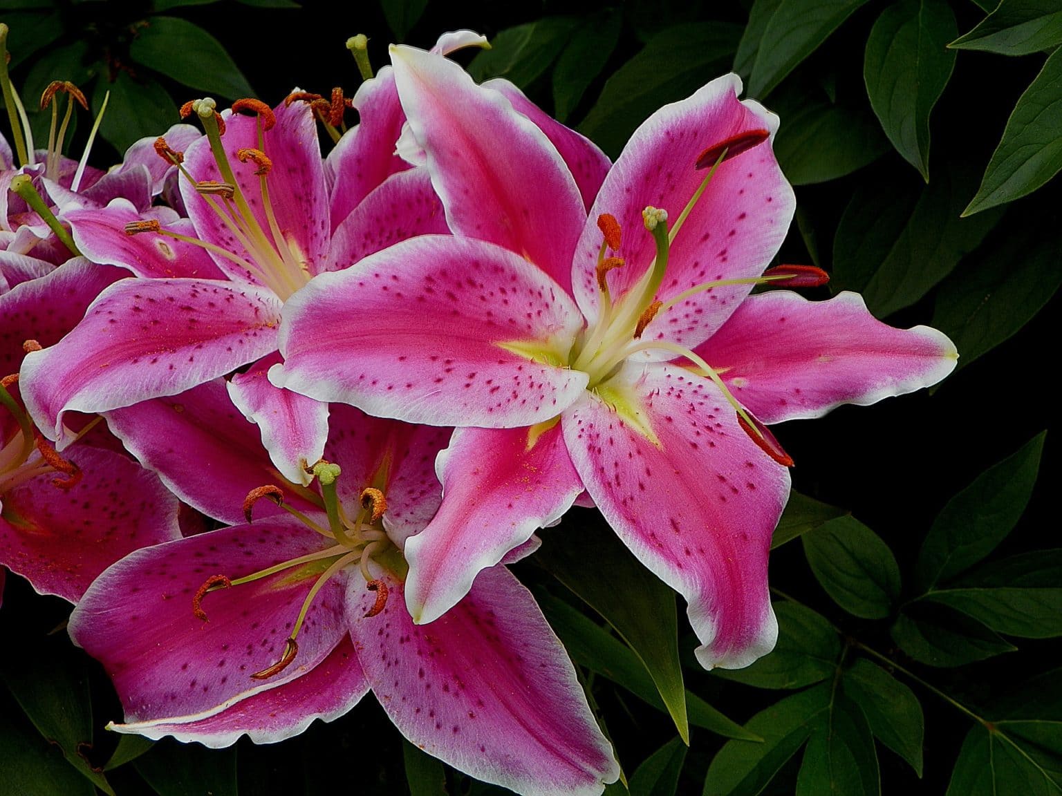 26 Types of Lily Flowers (with Pictures) | Home Grail