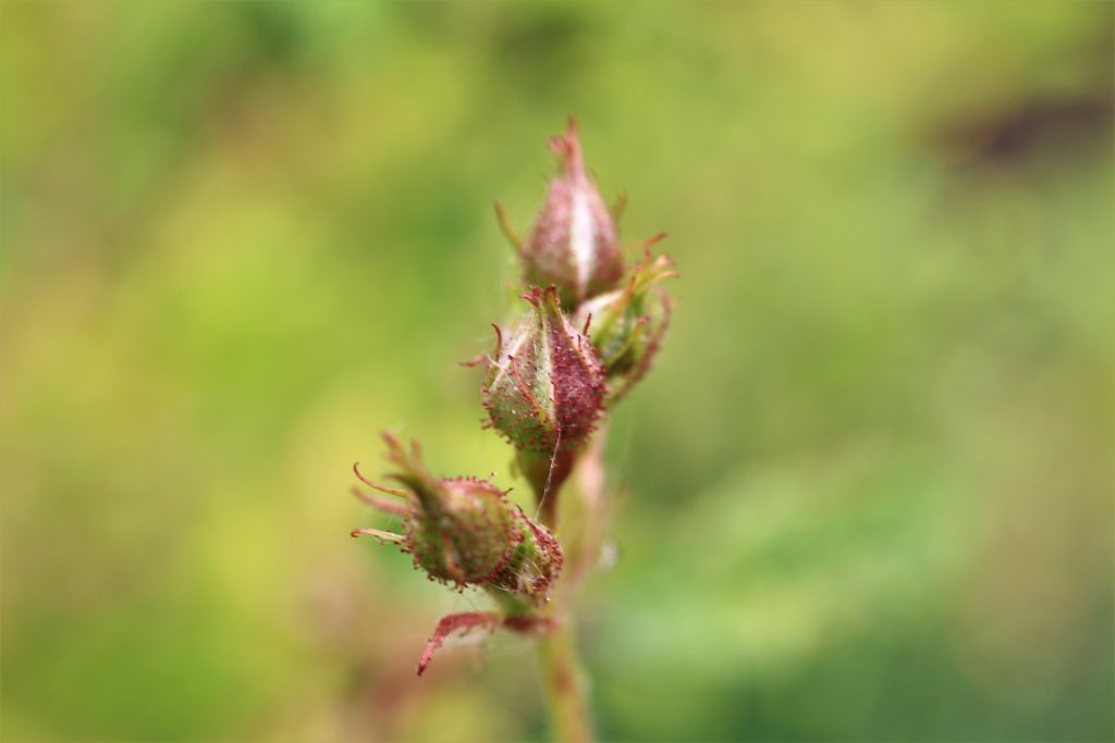19 Different Types of Wild Roses (With Pictures) | Home Grail