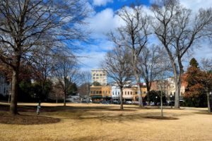 What Is the State Tree of Georgia? Facts & FAQ | Home Grail