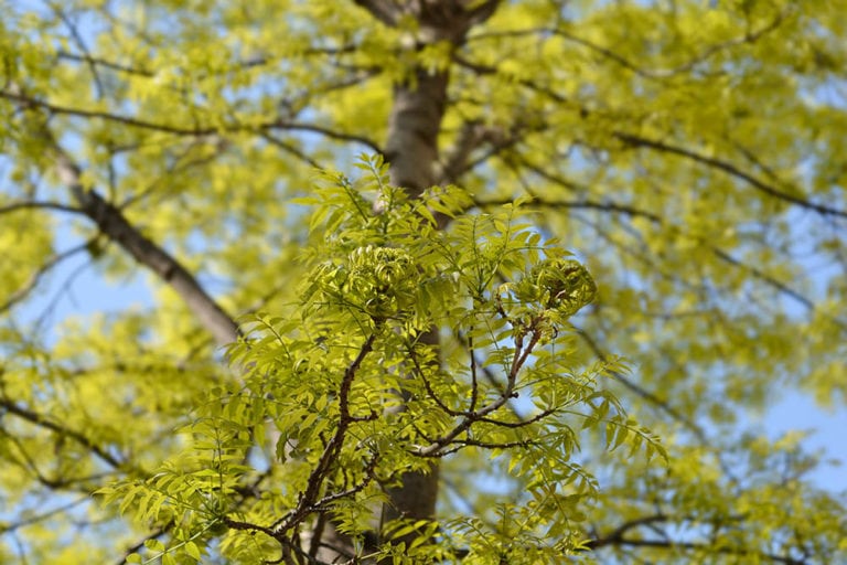25 Common Types of Trees in Minnesota (with Pictures) | Home Grail