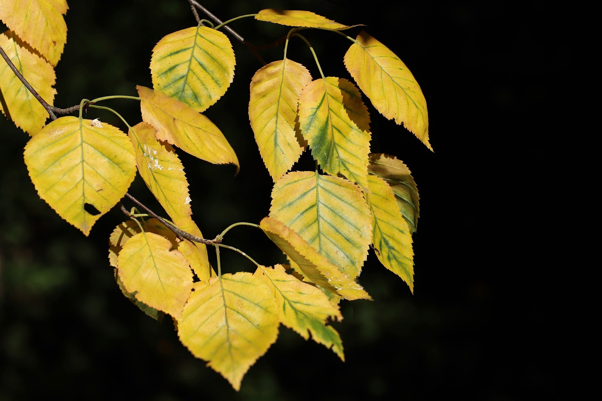 11 Types of Birch Trees (with Pictures) | Home Grail