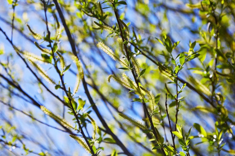 19 Different Types of Willow Trees (With Pictures) | Home Grail