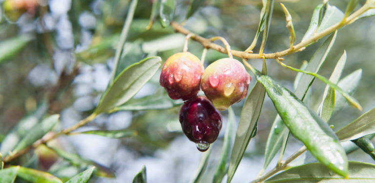 15 Different Types of Olive Trees (With Pictures) | Home Grail