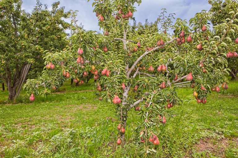 15 Types of Pear Trees (with Pictures) | Home Grail