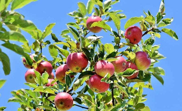 7 Best Fruit Trees to Grow in Ohio (With Pictures) | Home Grail