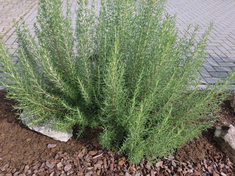 11 Different Types of Rosemary Plants (With Pictures) | Home Grail