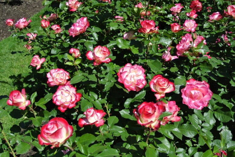 When Do Roses Bloom? Seasons, Conditions, & FAQ | Home Grail