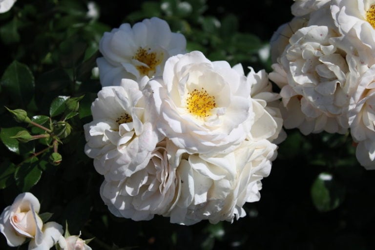 15 Types of Small Flowers for Your Garden (With Pictures) | Home Grail