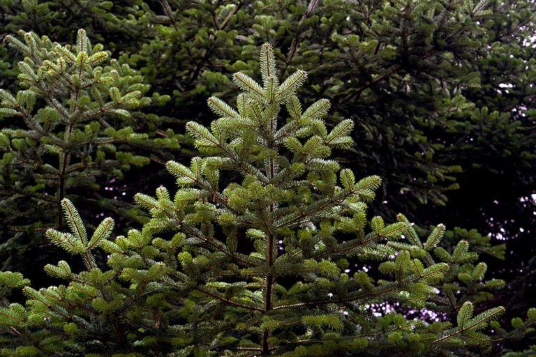Is Spruce a Hardwood? Pros, Cons & Properties | Home Grail