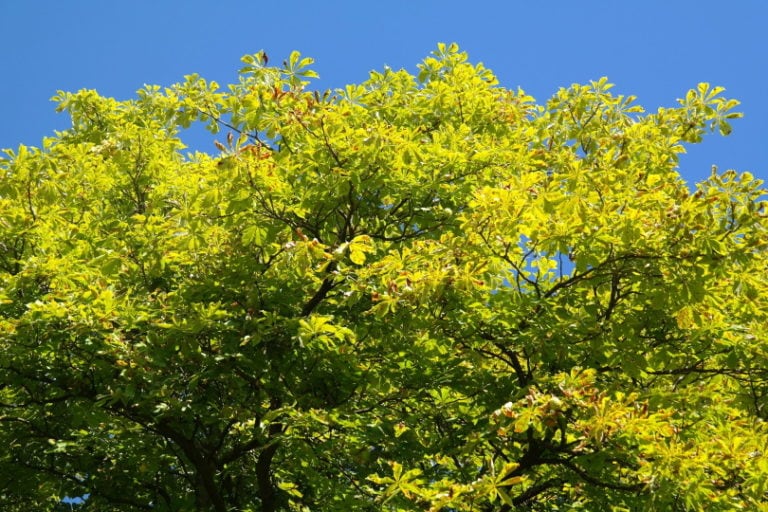 What Was the State Tree of Ohio? History, Mascot, & Symbolism | Home Grail