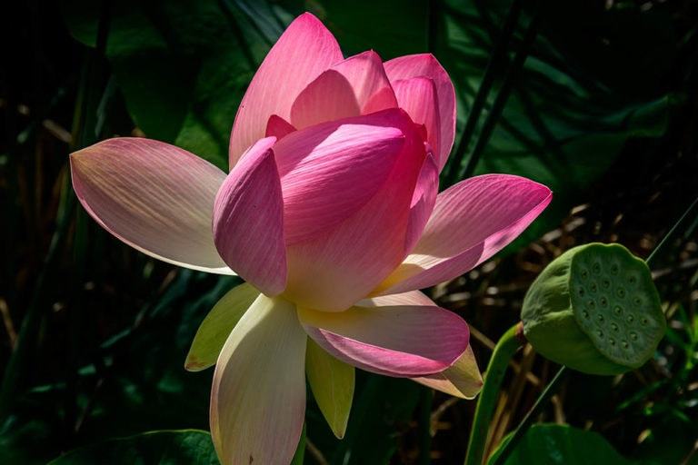 36 Different Types of Lotus Flowers (With Pictures) | Home Grail