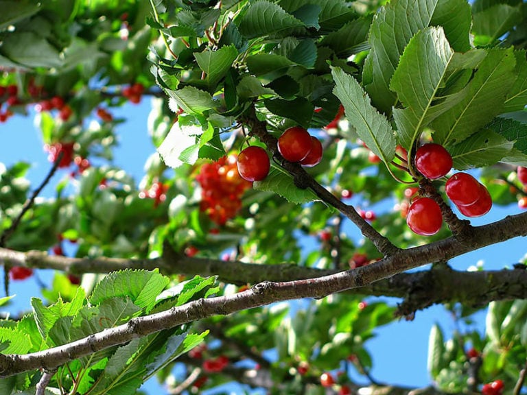 28 Types of Trees in Michigan (With Pictures) | Home Grail