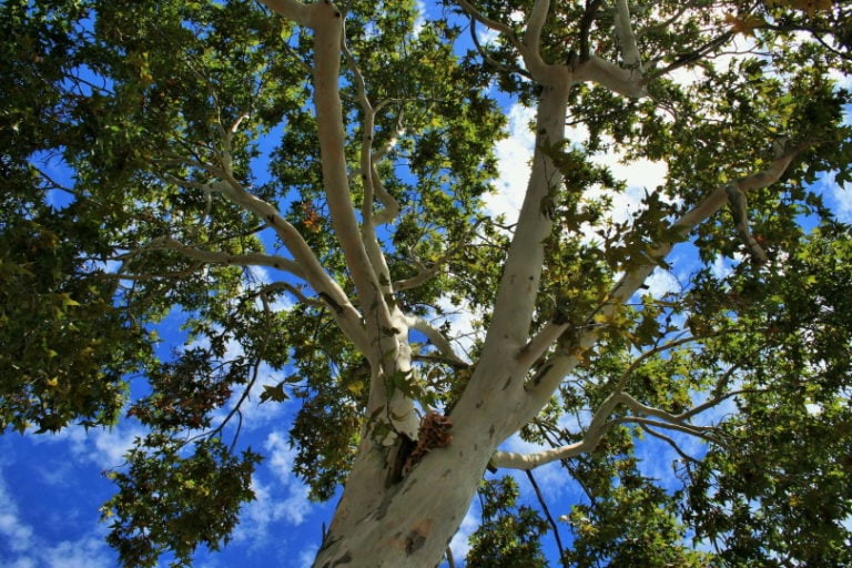 25 Common Types of Trees in Minnesota (with Pictures) | Home Grail