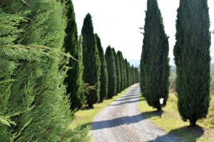 12 Different Types of Cypress Trees (With Pictures) | Home Grail