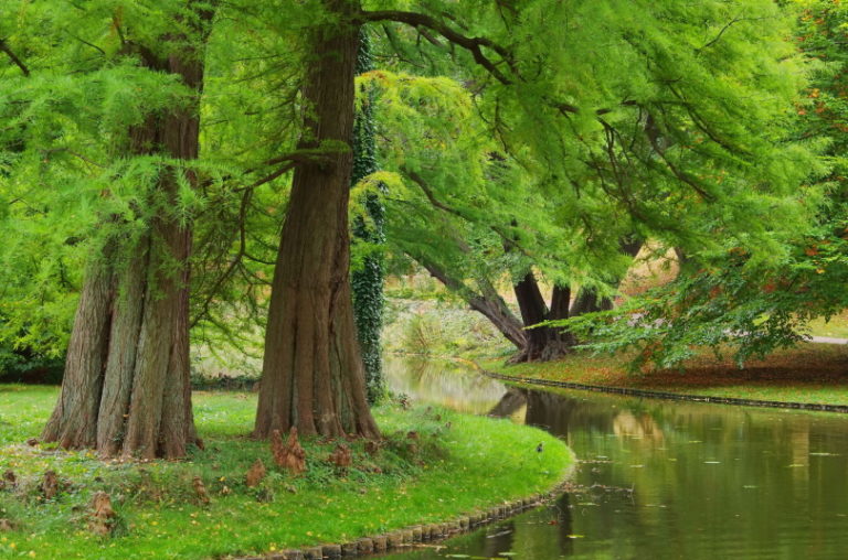 What Are the Best Trees to Plant Near a House for Shade? 10 Options ...